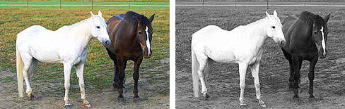 Photo Tips and Recommendations - Walmart